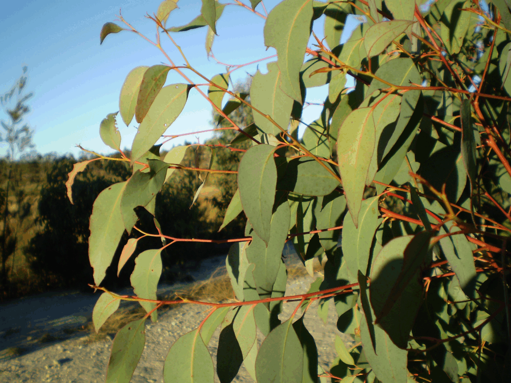 Strawberry Gum: Benefits, Uses, And Bold Native Tea Flavours | Blak ...